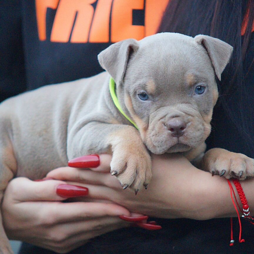 Американский булли, щенок