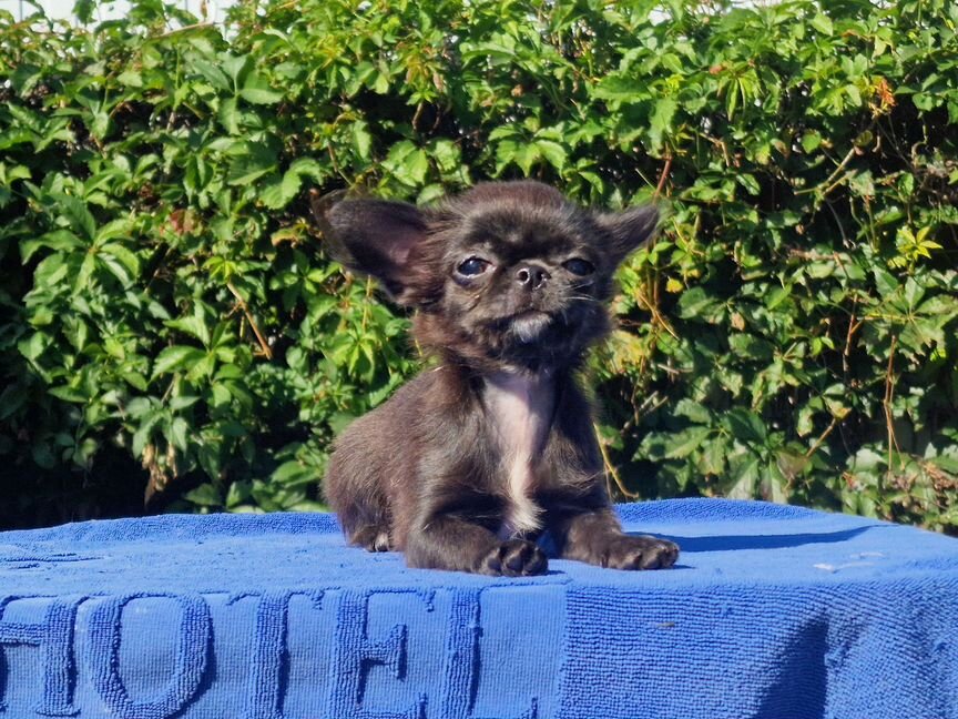 Супер мини девочка