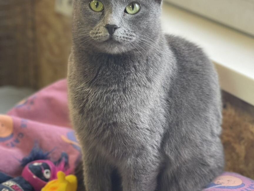 Кошка Лизавета ищет дом