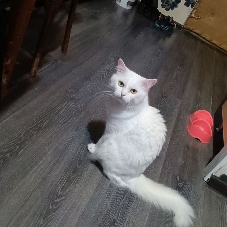 Кот