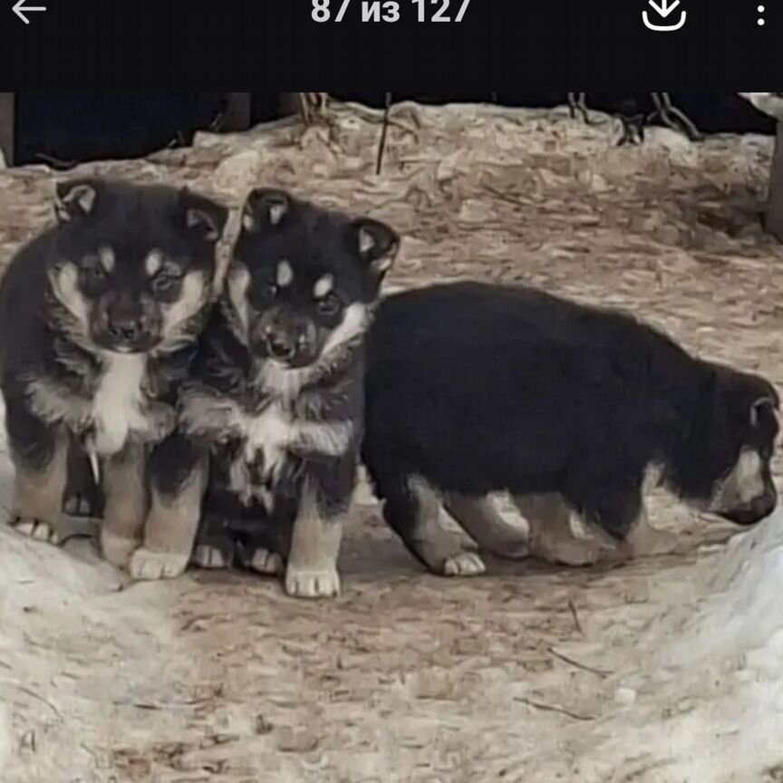 Щенок в добрые руки