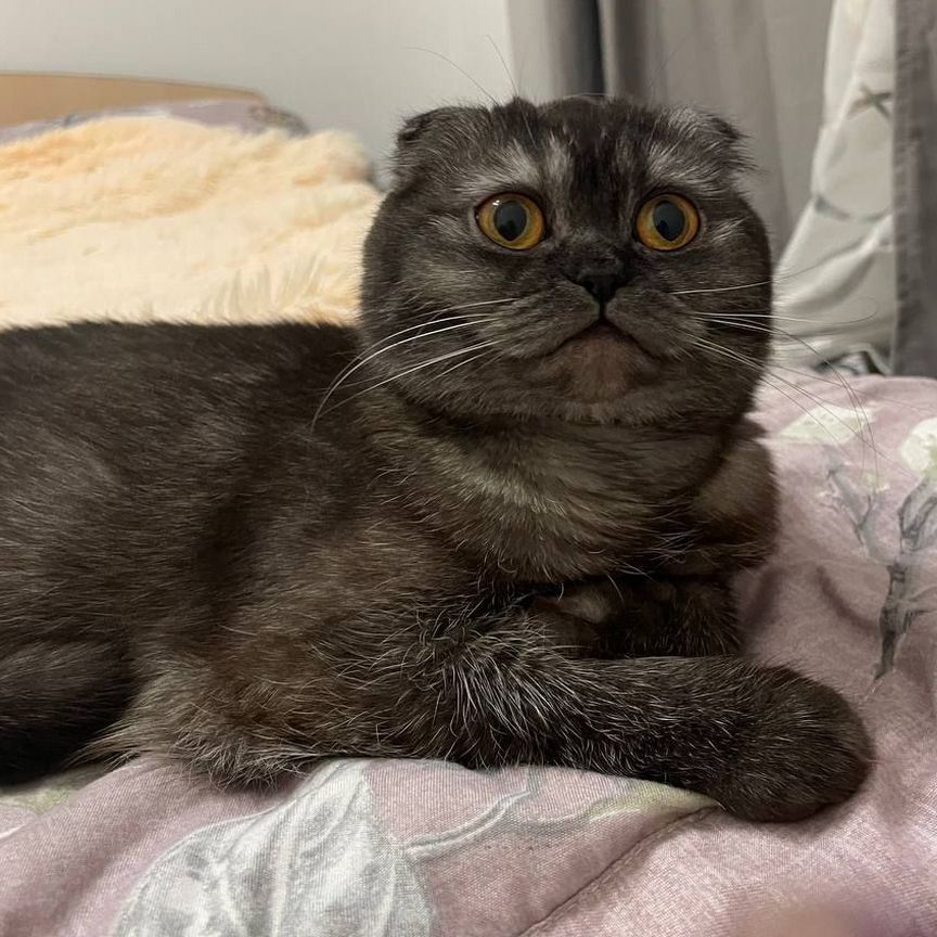 Шотландская вислоухая длинношёрстная кошка, вязка