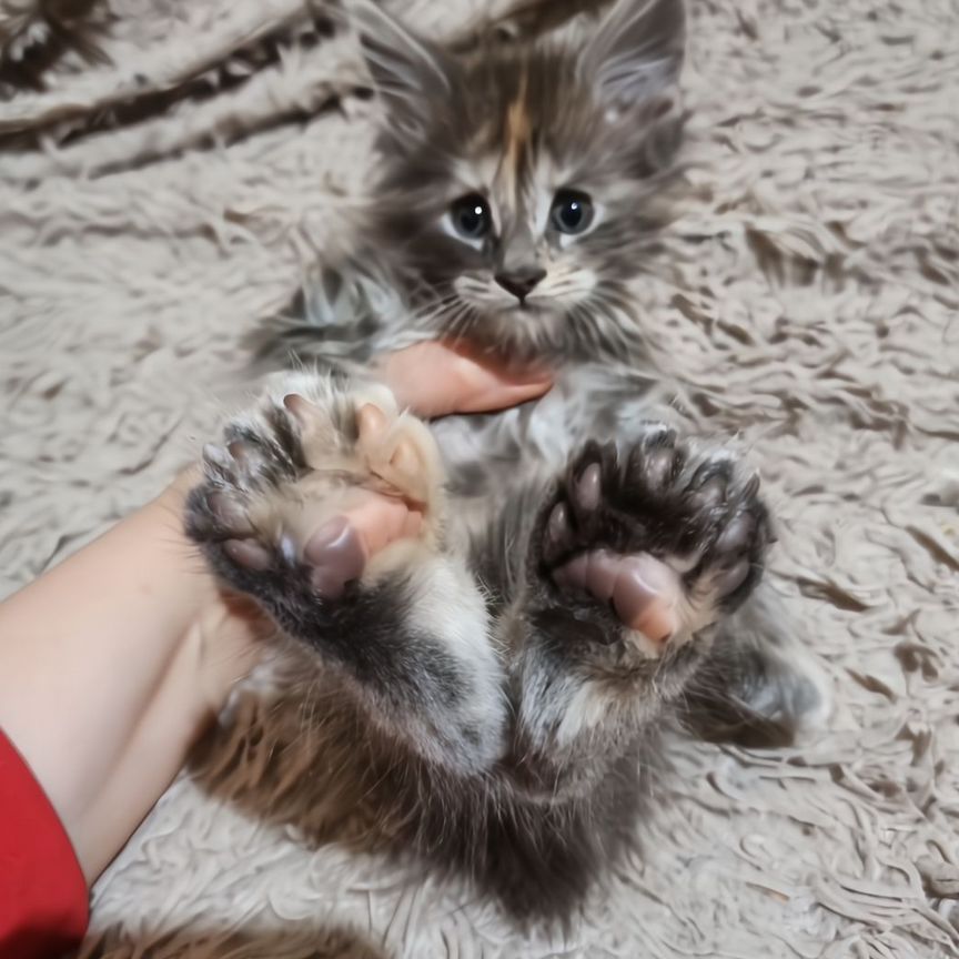 Мейн-кун котёнок