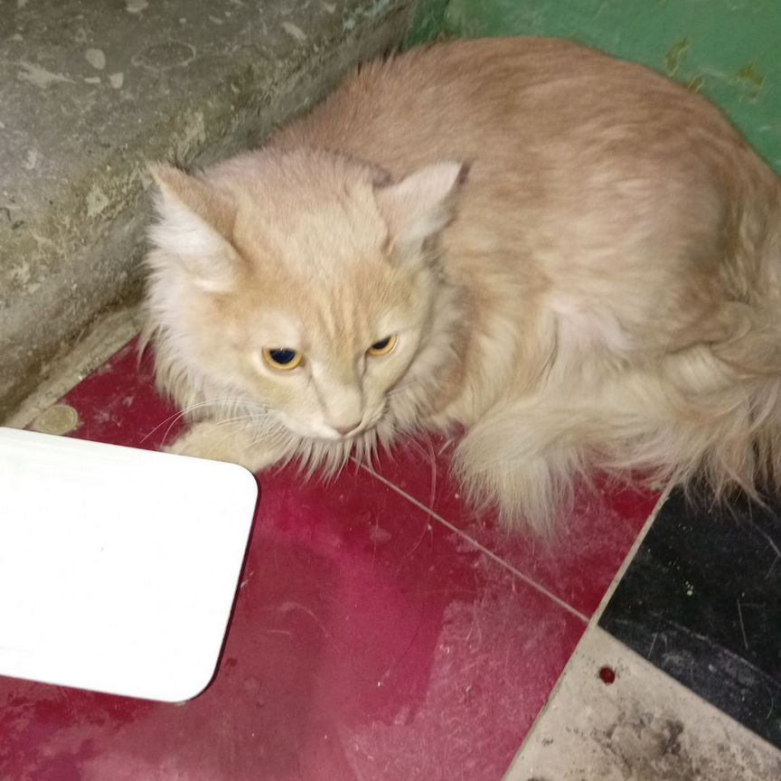 Нашли котика