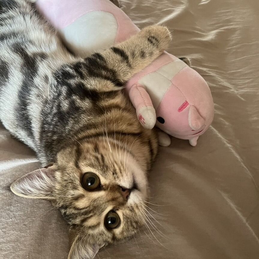 Кот в добрые руки