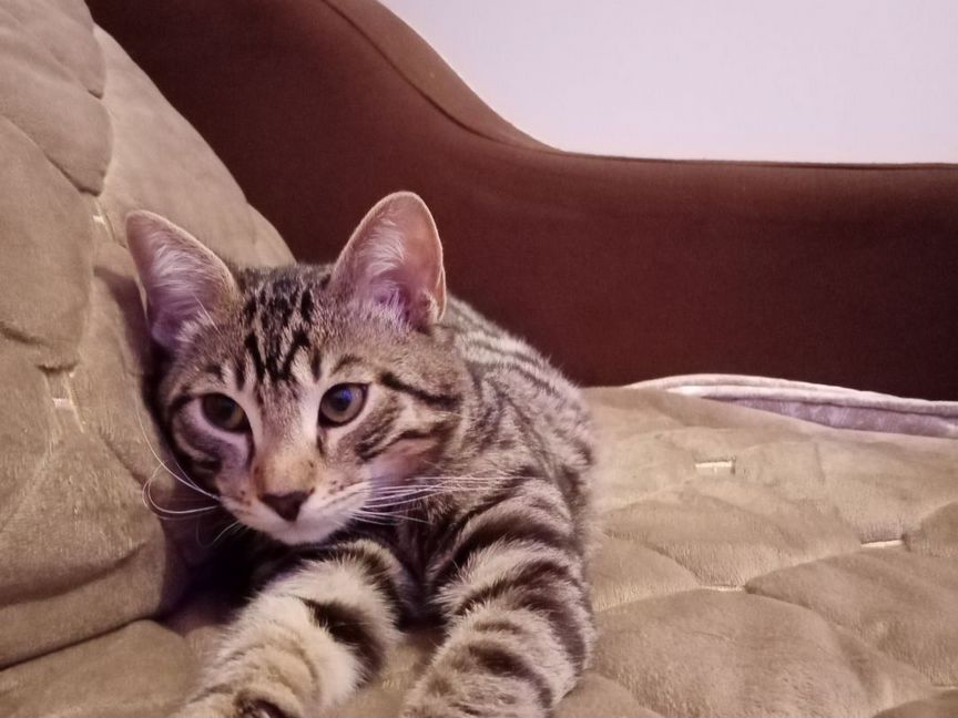 Молодой кот