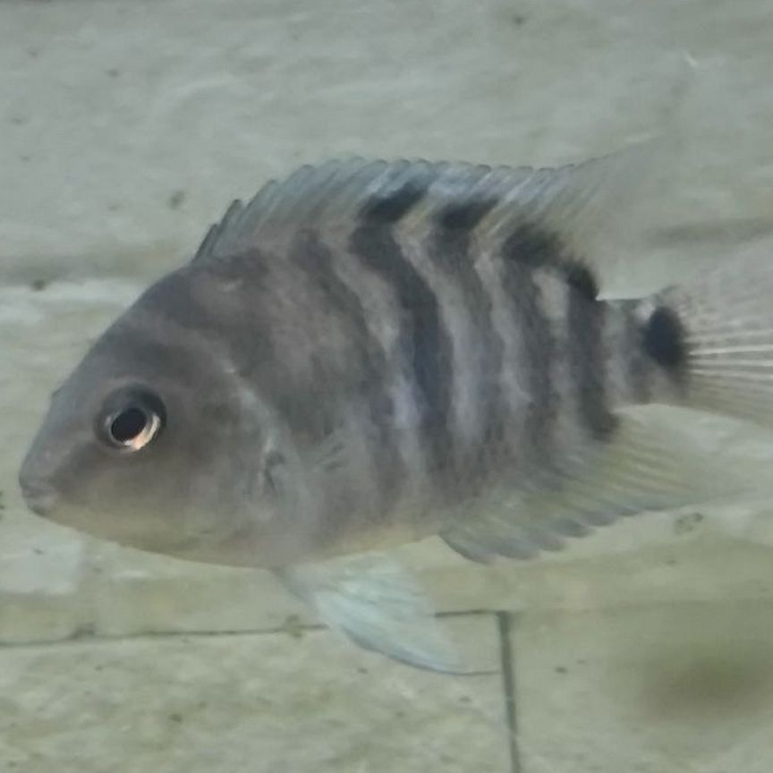 Чернополосые цихлозомы