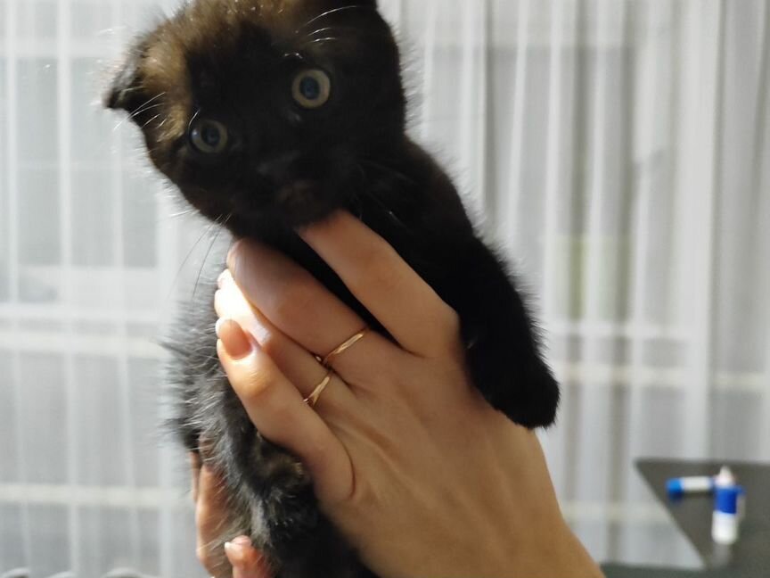 Кошечка
