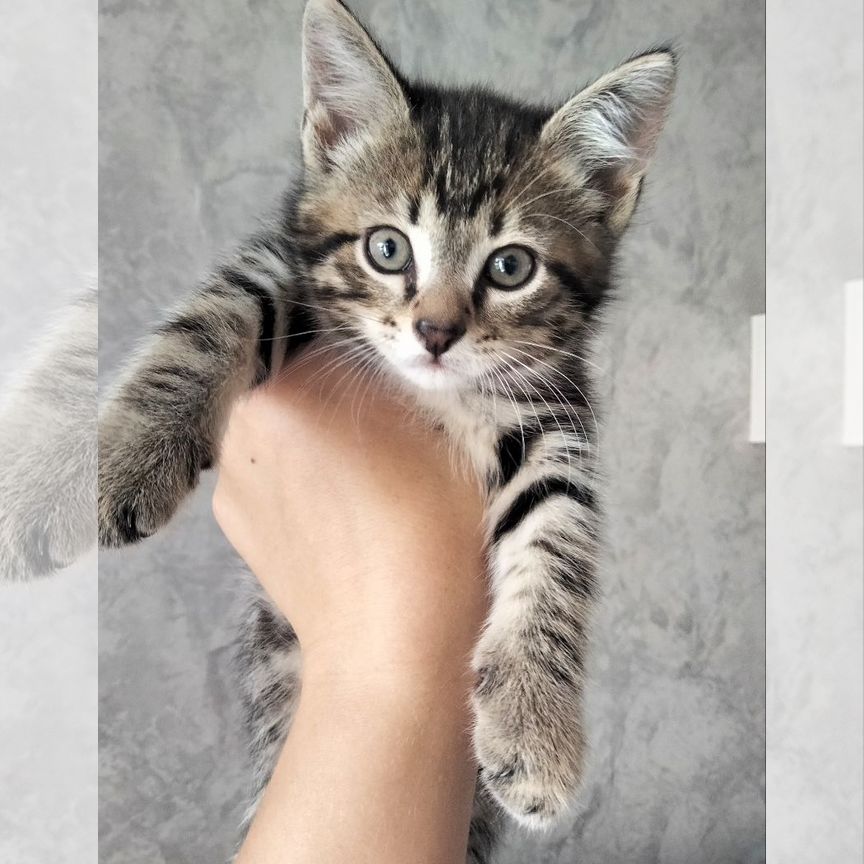 Котенок бесплатно