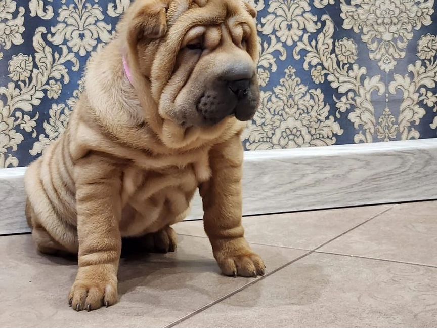 Щенки шарпей