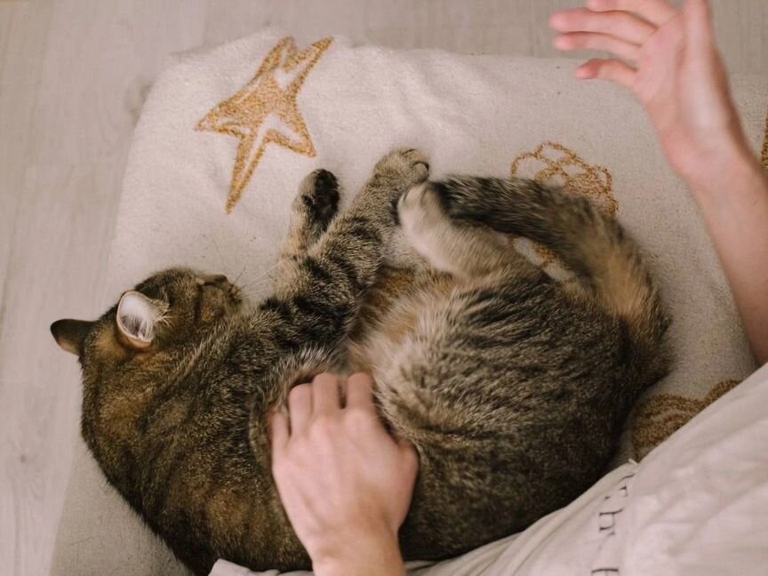 Кот Тигрис в добрые руки