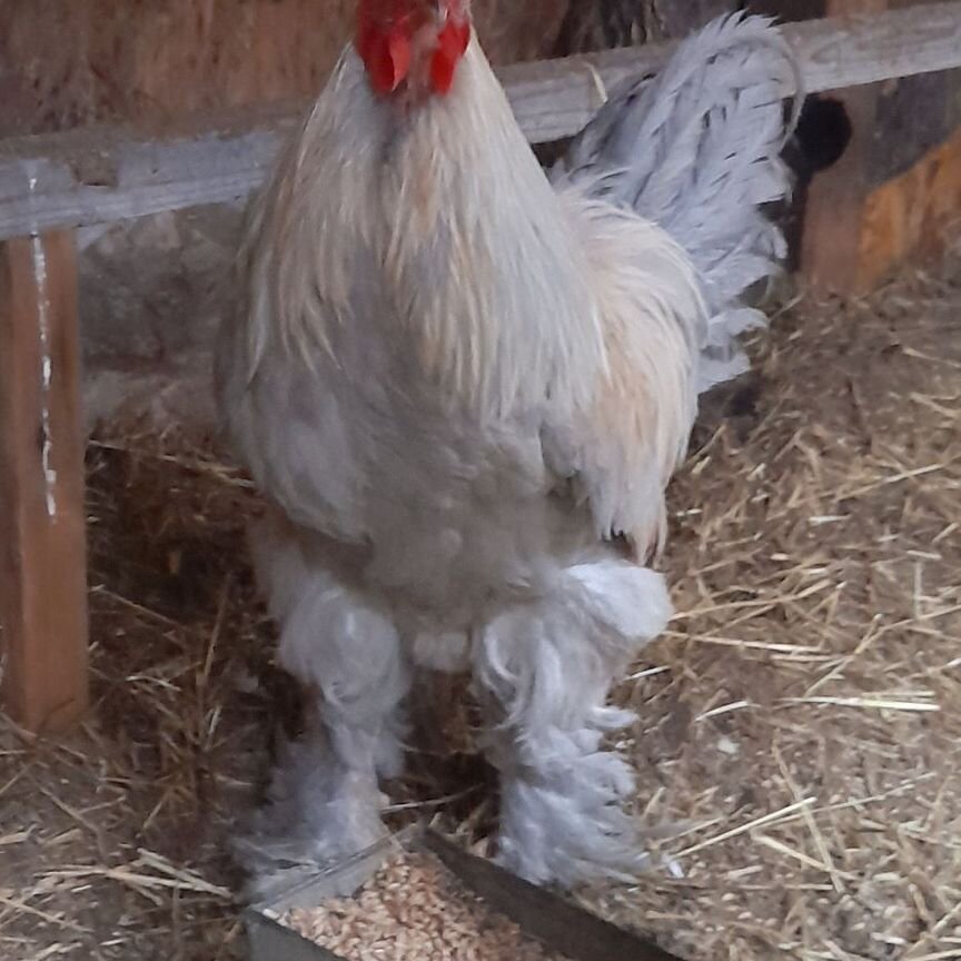 Петух брама изабелла