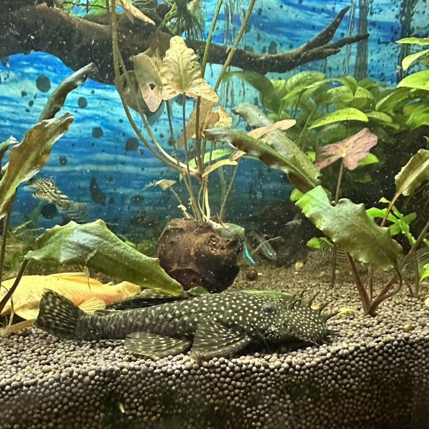 Анциструс мальчик и девочка