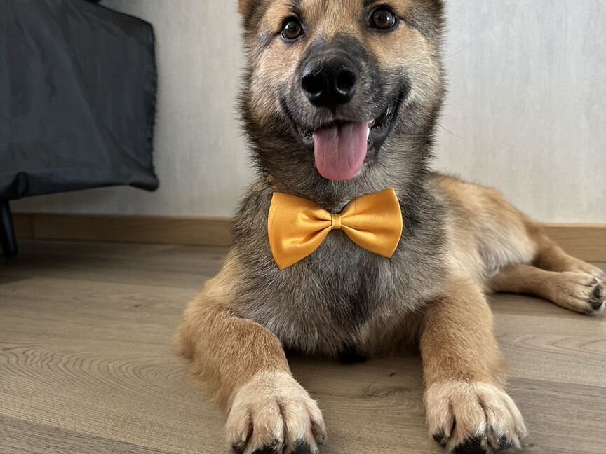 Щенок Бантик 6 мес, в добрые руки