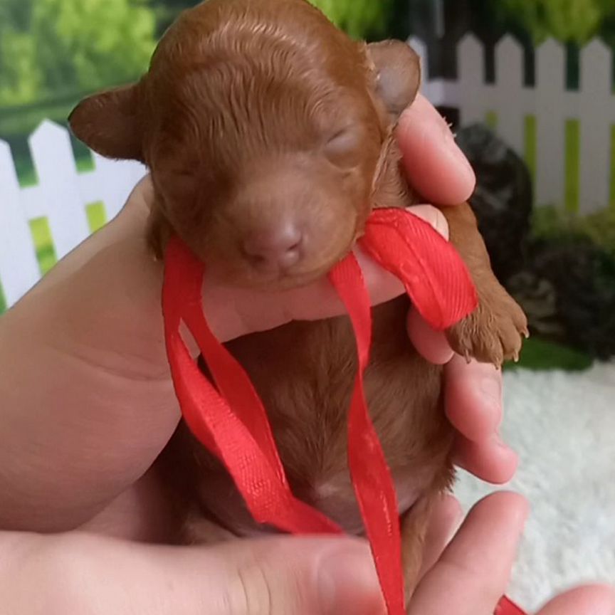 Той-пудель, щенок