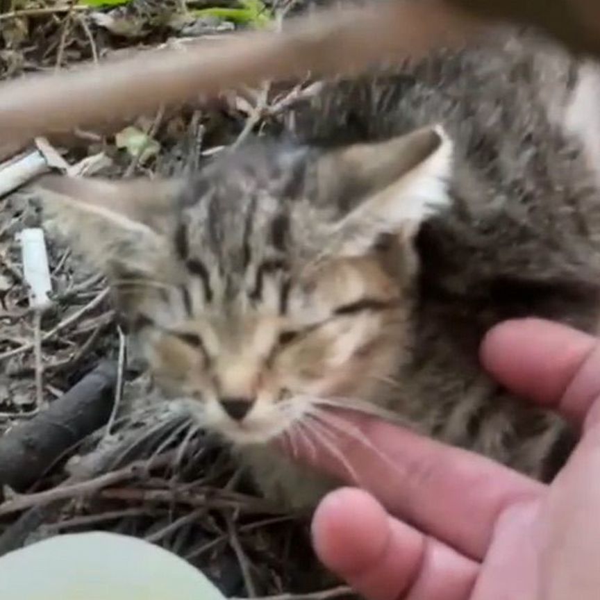 Котёнок в добрые руки