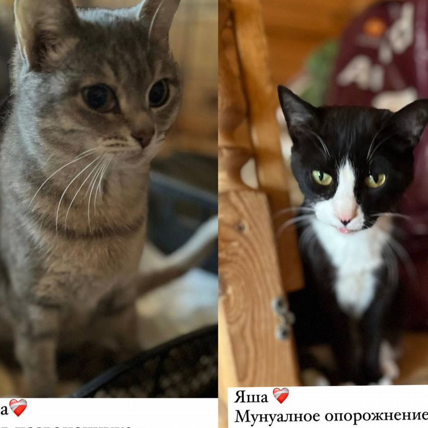 Котенок в добрые руки