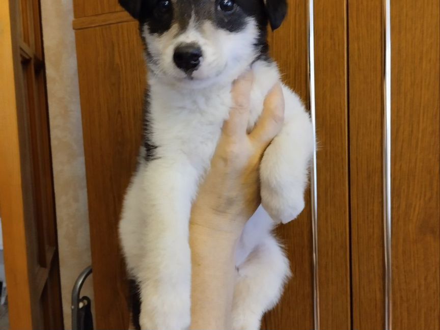 Щенок мальчик