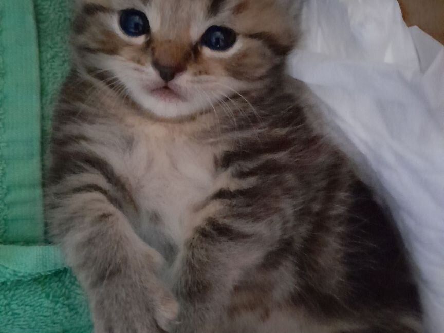 Шотландские котята