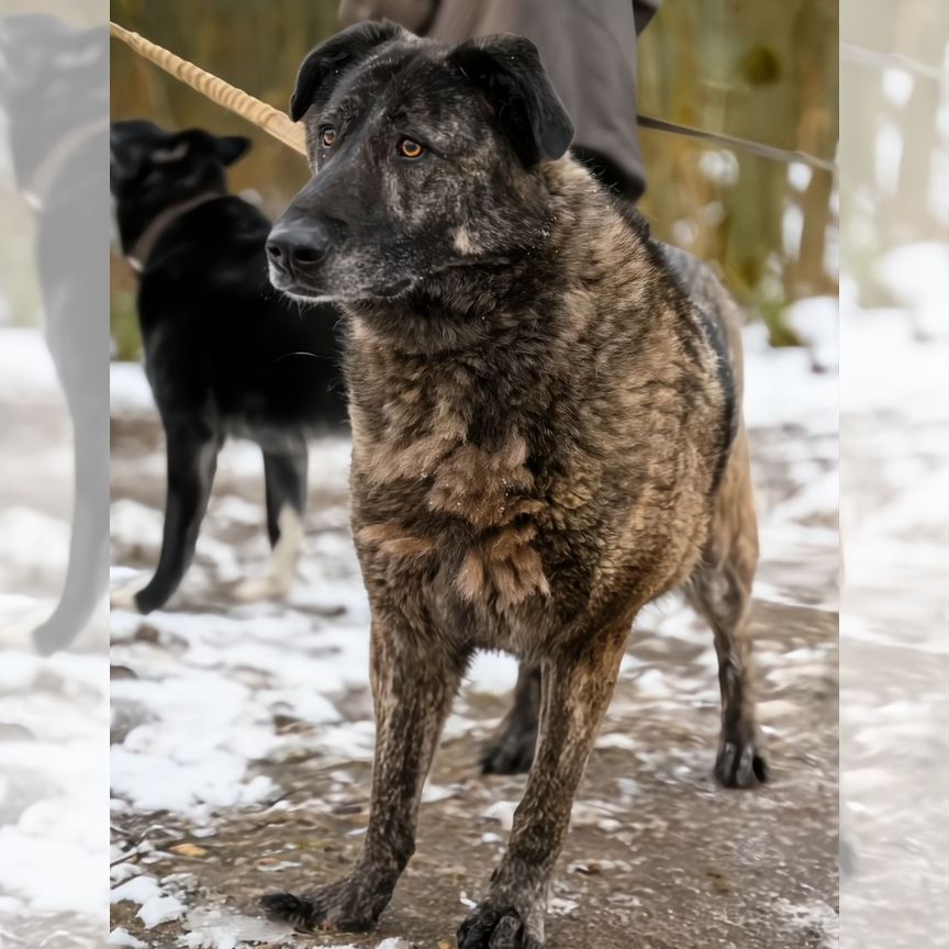 Немецкая овчарка, взрослая собака