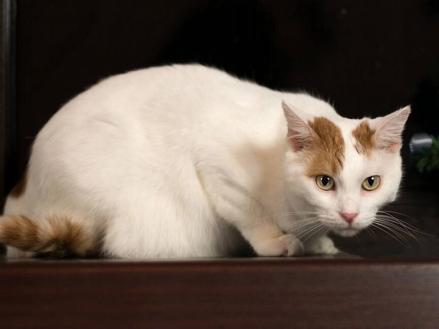 Кот Синьор Себастьян в добрые руки