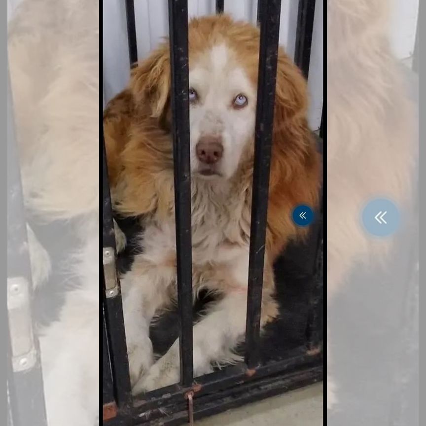 Взрослый пёс в добрые руки