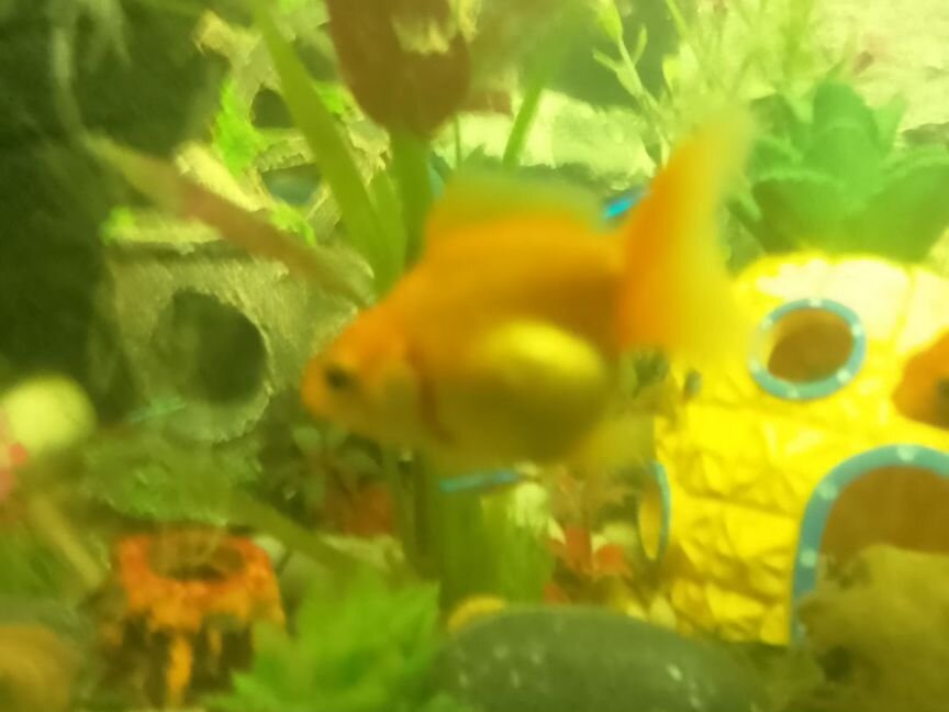 Продам золотых рыбок