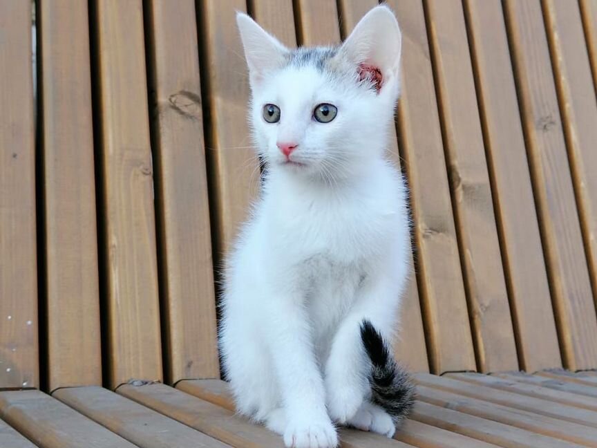 Отдаем котенка в любящую семью