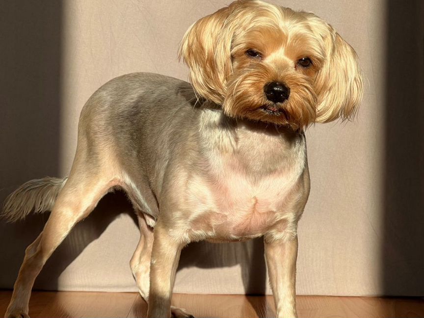 Отдам небольшую собачку