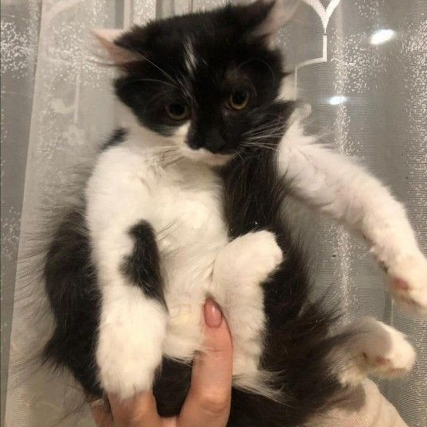 Кошечка бесплатно