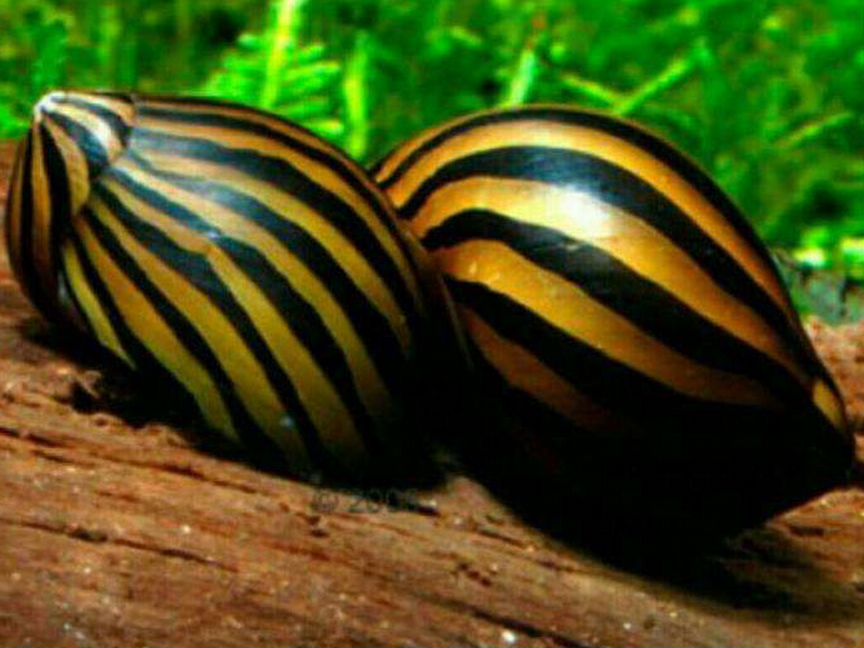 Улитка неретина(пресноводная зебра)