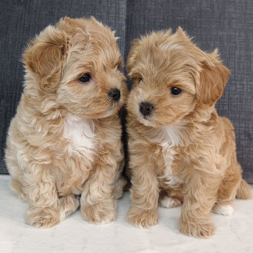 Мальтипу, щенок