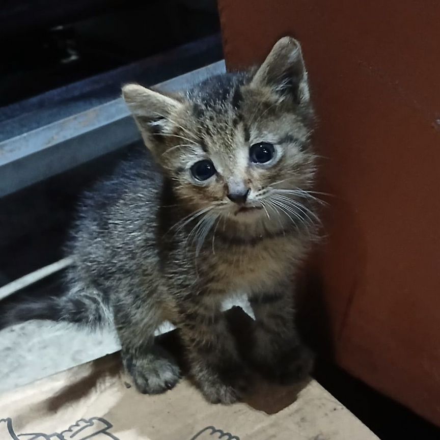 Котята в добрые руки бесплатно