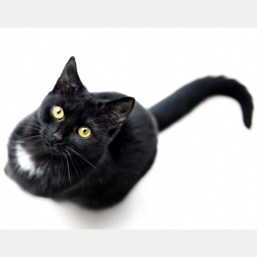 Самая ласковая кошка нашего города