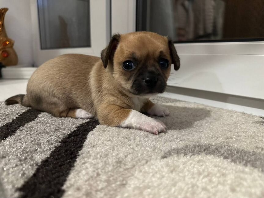 Маленькая собака чихуахуа