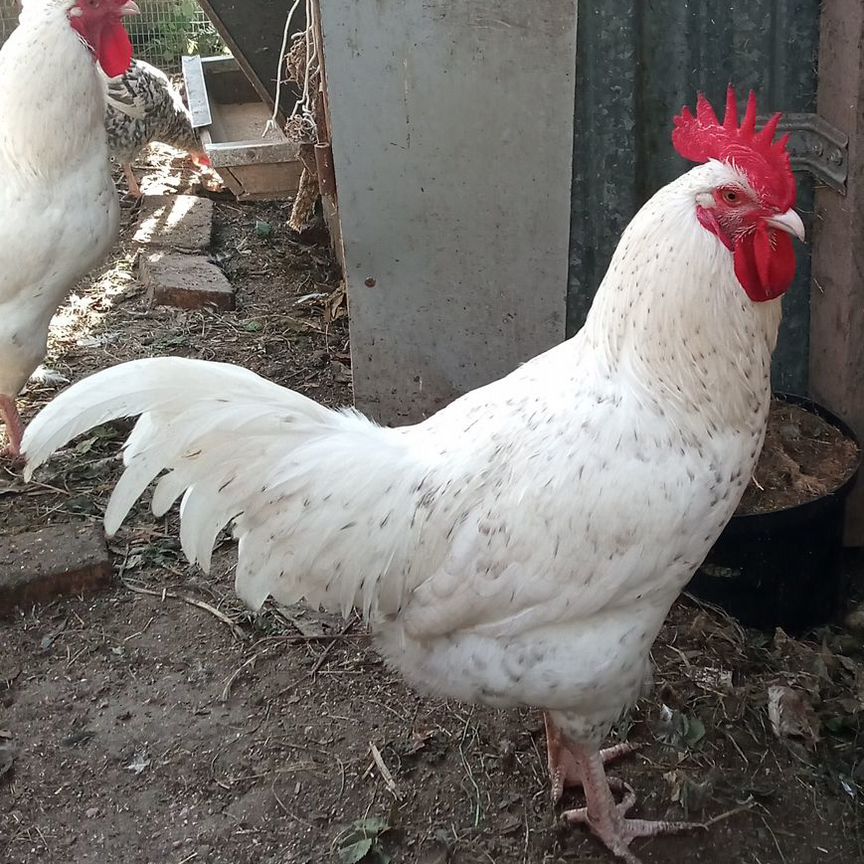 Куры петухи