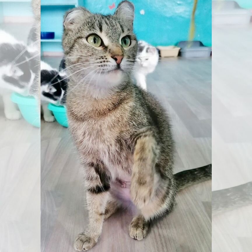 Взрослая, кошка в добрые руки