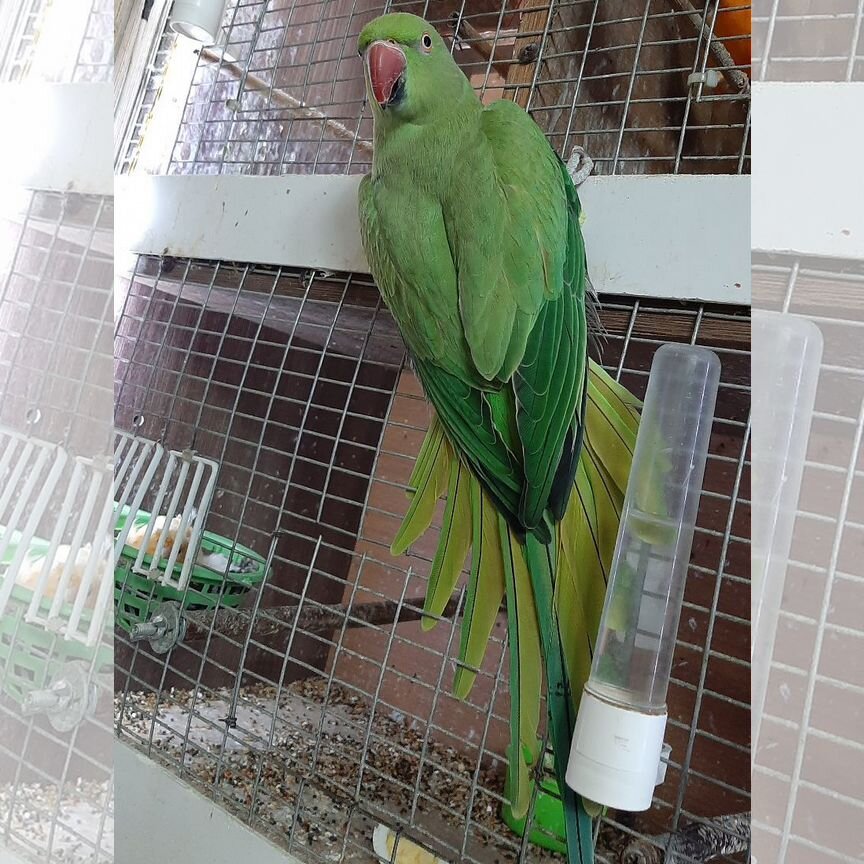 Попугай ожереловый малыши волнистики