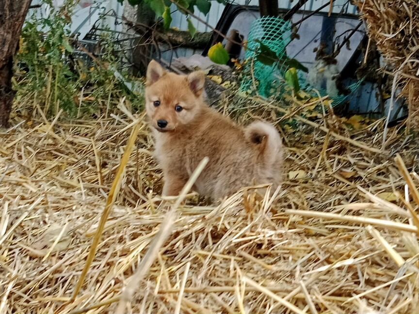 Карело финская лайка