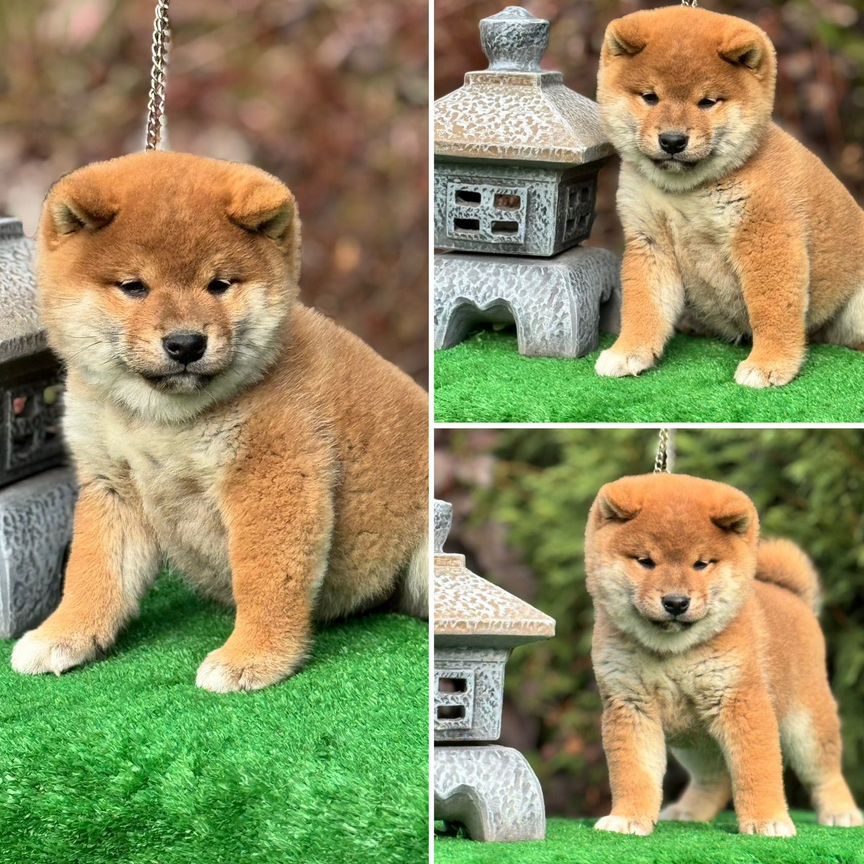 Нереальный медвежонок сиба ину