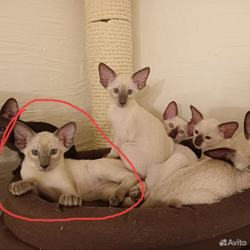 Ориентальный красавчик