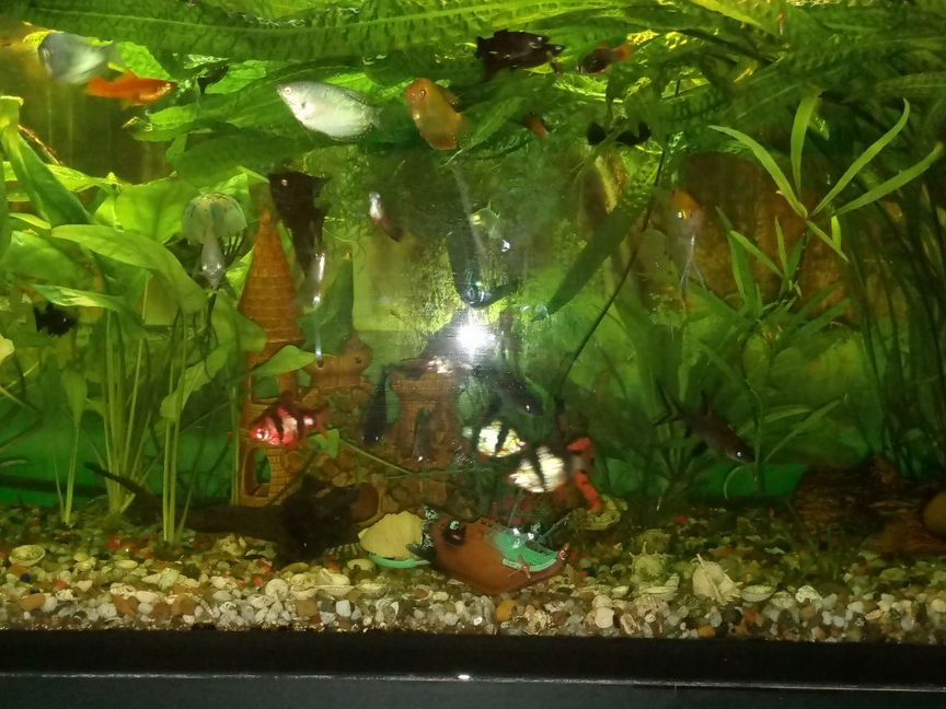 Аквариумные рыбки