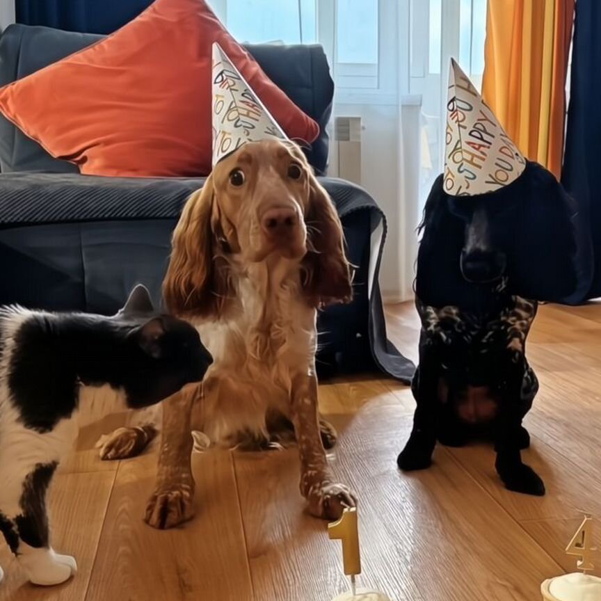 Русский охотничий спаниель, взрослая собака