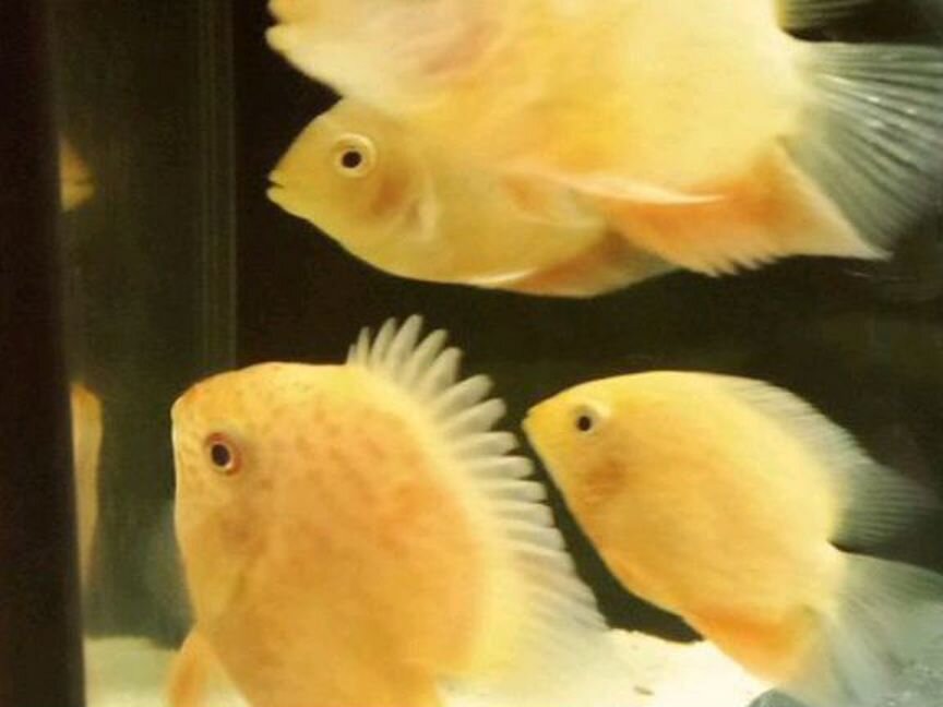 Северумы красноточечные 5шт