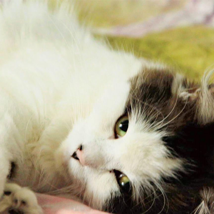 Кошка в дар бесплатно