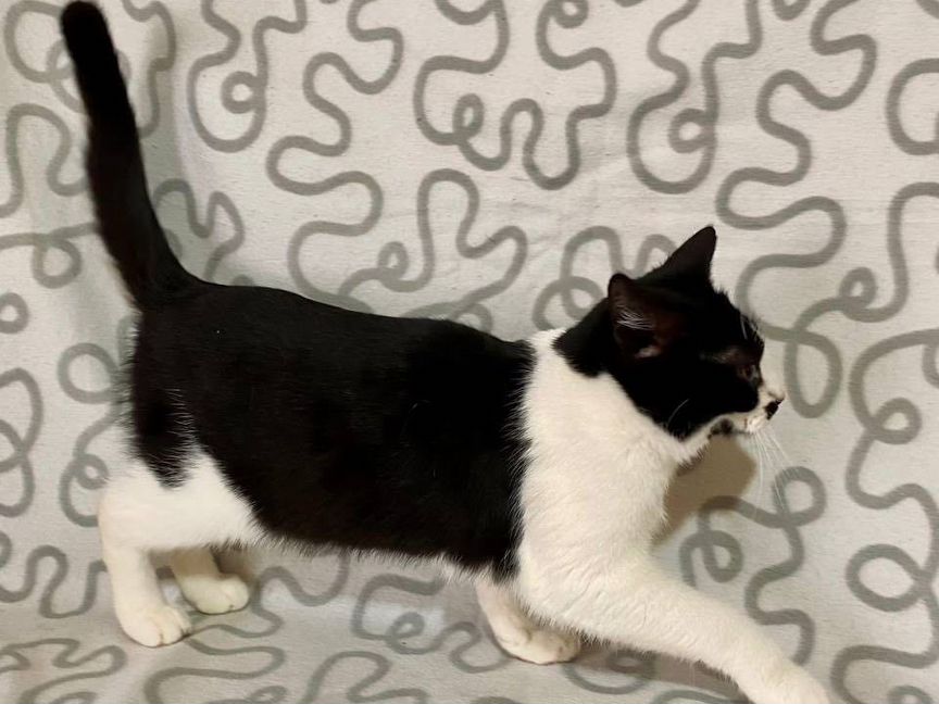 Котята в добрые руки 7 месяцев