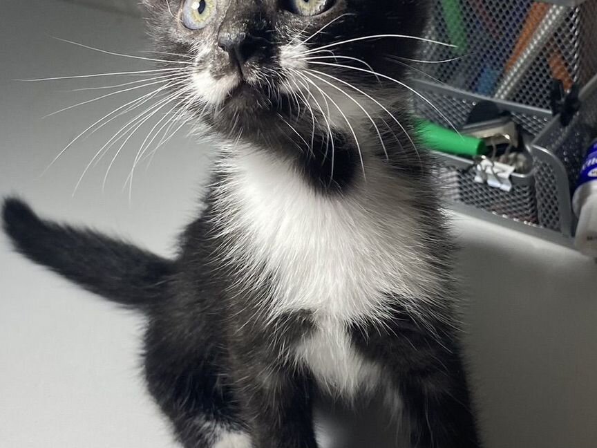 Котята в добрые руки бесплатно мальчики