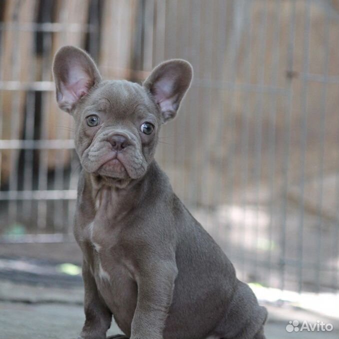 Француженки золотая изабелла