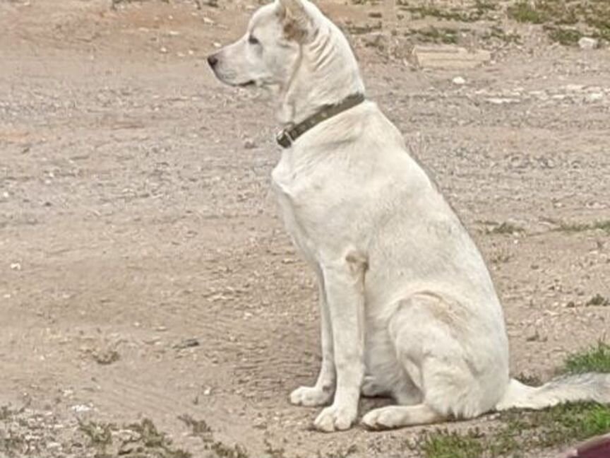 Собаки бесплатно в добрые руки