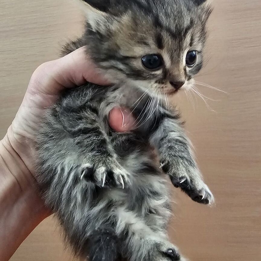 Котята от кошки мышеловки